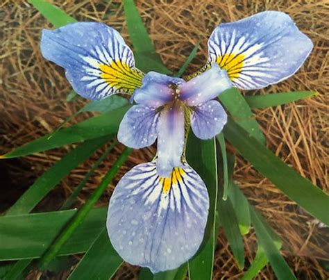 Region 4 Cvis Photos