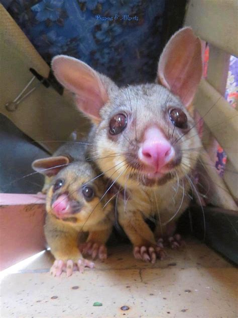 Possums And Allsorts Every Night Around Australia Native Possums