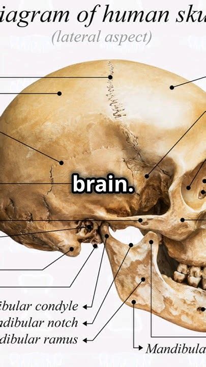 Different Types Of Joints Fixedjoint Movable Joint Facts Ytshort