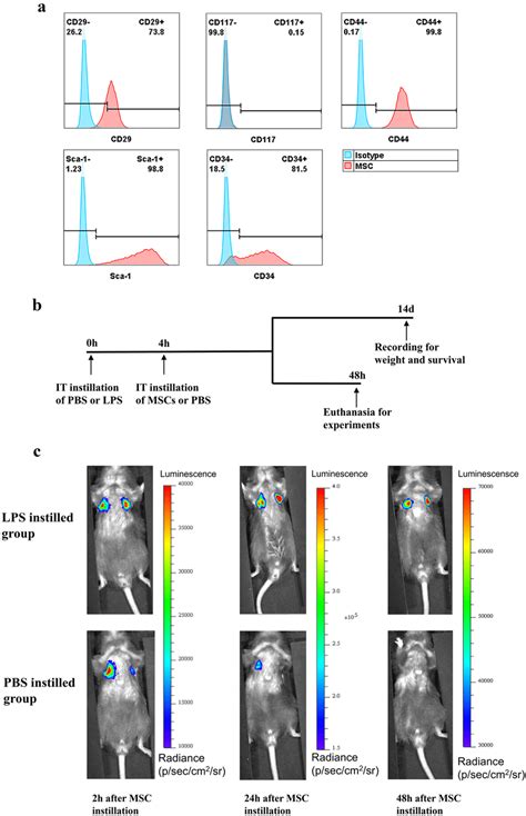 MSC Identification And In Vivo Location A MSC Identification By Flow Download Scientific