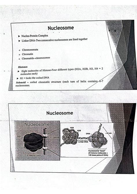 SOLUTION Structue Of Chromosome And Dna Studypool