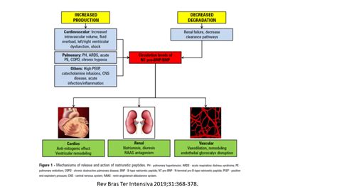 Pedi Cardiology Bnpnt Probnpelevationcausessepsis