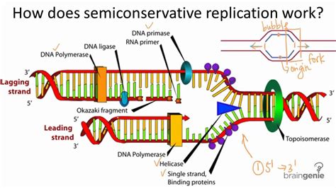 Semiconservative Replication Diagram