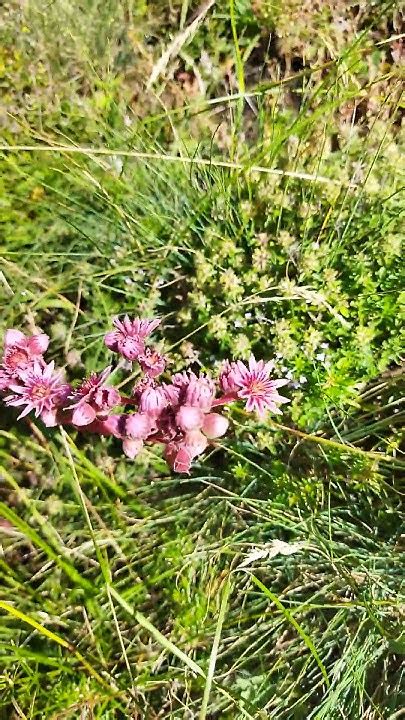 Tusheti კლდის ყვავილი 19 აგვისტო 2023 Youtube