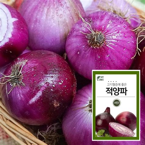 적양파 마이플랜트