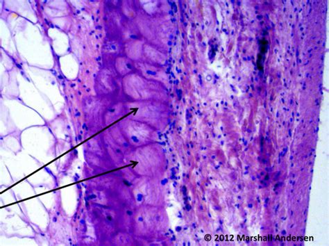 Cardiovascular Histology Flashcards Quizlet