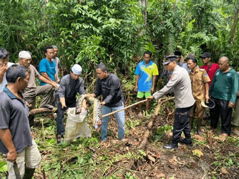 A 22 Foot Python Swallowed 54 Year Old Grandma Alive In Indonesia