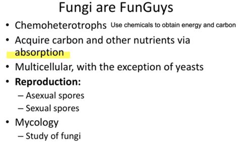 Fungi Flashcards Quizlet