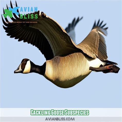 Cackling Goose Tiny Traveler Of The Skies Id Guide And Fun Facts
