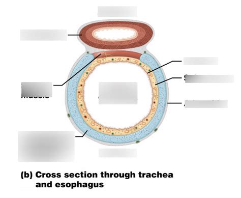 Cross Section Of Trachea Diagram Quizlet
