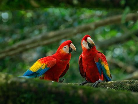 The Circulatory System Of Birds Birdfact