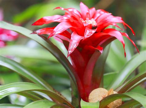 Bromeliads Botanic Gardens Of Sydney