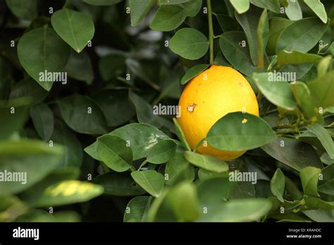 Orange Tree With Ripe Oranges Stock Photo Alamy