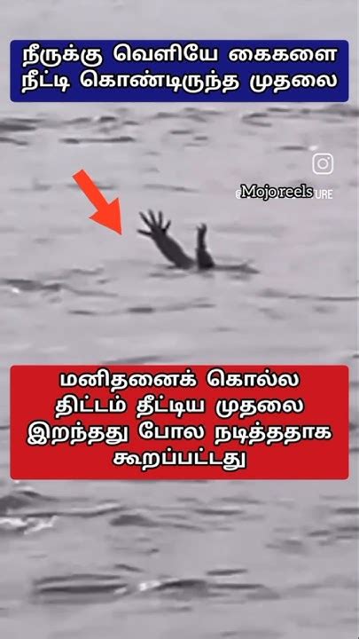 மனிதனை வேட்டையாட திட்டம் தீட்டிய முதலை🤯 Shorts Viralvideo Trending Youtube
