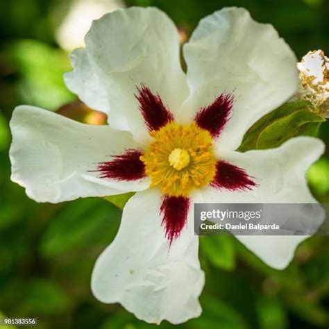 Daniel Pollen Photos And Premium High Res Pictures Getty Images
