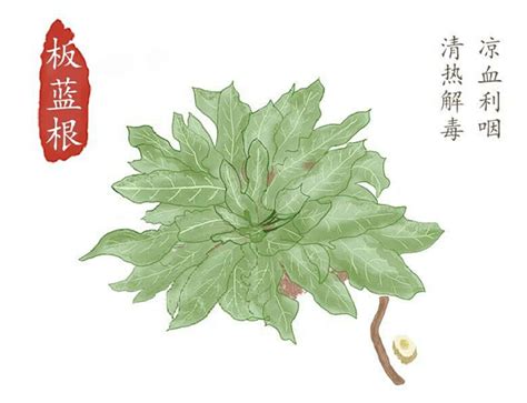 板蓝根 花瓣网