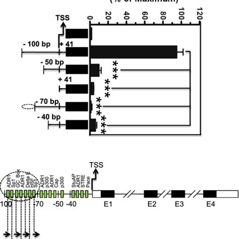 conserved noncoding sequences amplify the transactivation of proximal download scientific
