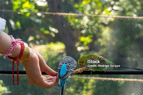 씨앗이 붙어있는 나무 막대기로 새에게 먹이를주는 아름다운 젊은 여성 새가 먹는 것을 멈추고 카나리아 님프 멕시코 새에 대한 스톡 사진 및 기타 이미지 Istock