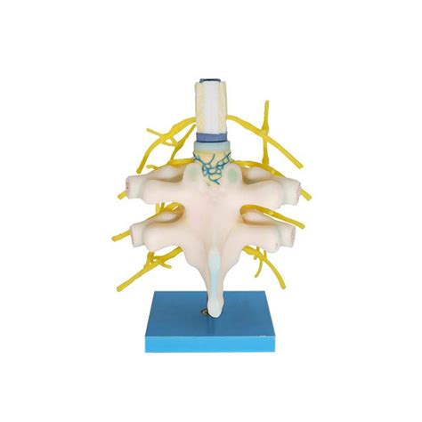 China Sympathetic Trunk Soft Anatomy Model Manufacturers Suppliers Factory Meiwo
