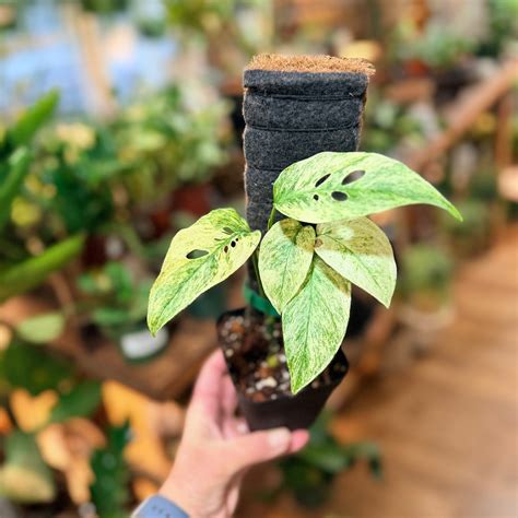 Monstera Laniata Variegated Hidden Seed Plant Shop