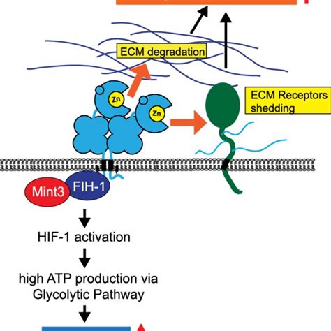 A Model Of The Cell Surface Activation Of Prommp 2 By Mt1 Mmp