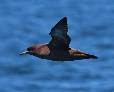 News Blog Seabird Tracking Database