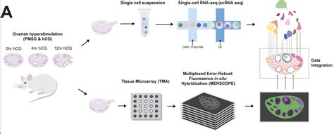 Single Cell And Spatiotemporal Profile Of Ovulation In The Mouse Ovary Shalek Lab