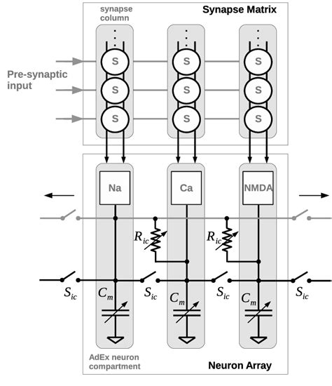 A Conceptual View Of The Multi Compartment Highinput Count Adex Neuron