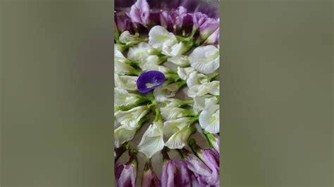 பூக்கள் வாங்க நீங்க ரெடியா நான் ரெடி Youtube