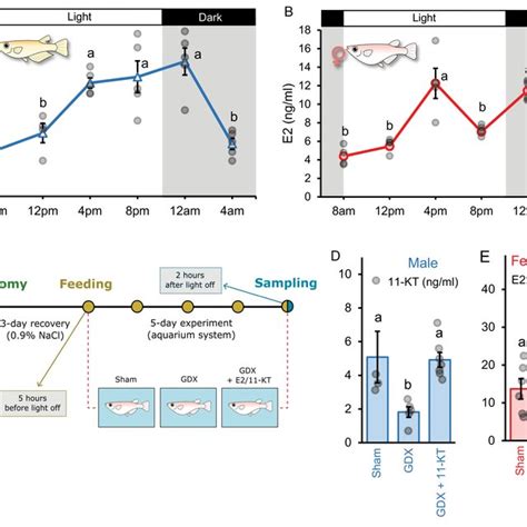 Optimization Of Sex Steroid Supplementation Protocol Shows The Recovery