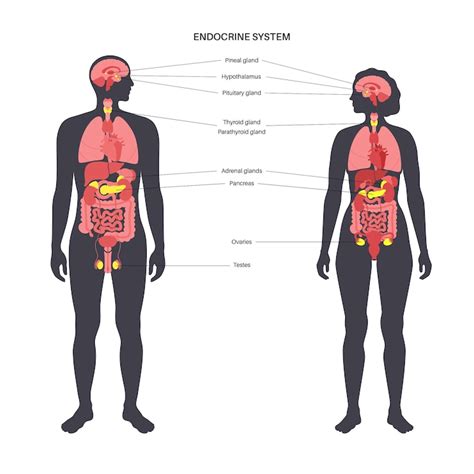 Premium Vector Human Endocrine System