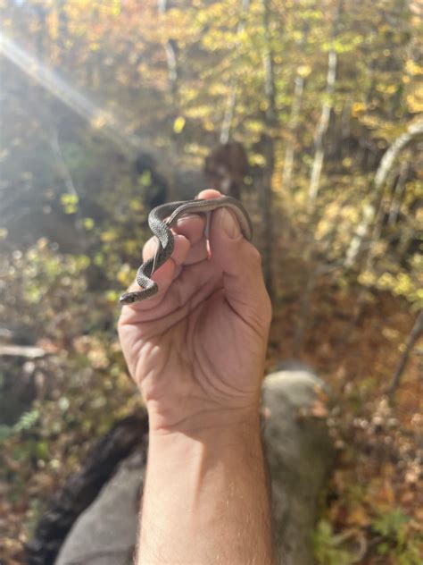 Cute Snek I Found On My Hike Today Rsneks