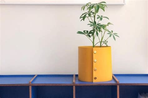 플랫츠 홍콩야자 화분커버 S 세트 생일 집들이 선물 프리미엄 공기정화 반려식물 위시버킷