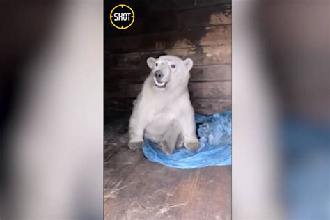 Московские ветеринары борются за жизнь тяжело раненной медведицы с острова Диксон