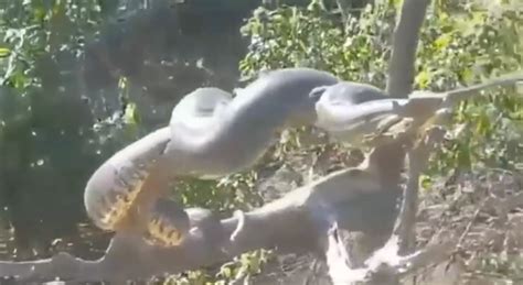 Khoảnh Khắc Rùng Mình Người Chèo Thuyền Chạm Trán Trăn Anaconda Khổng Lồ