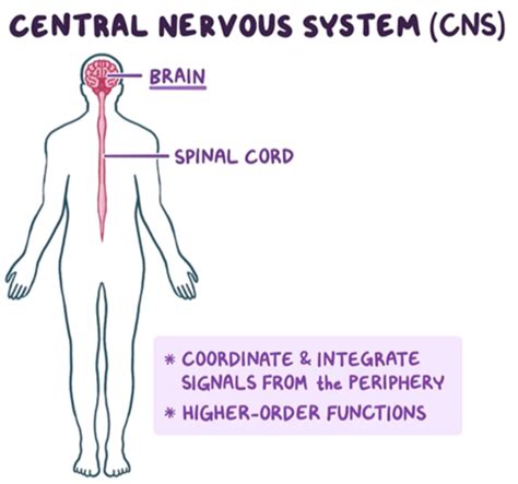 EXAM 3 ISAC Lecture Intro To Brain Flashcards Quizlet