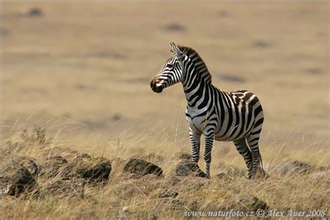 Grants Zebra Photos Grants Zebra Images Nature Wildlife Pictures