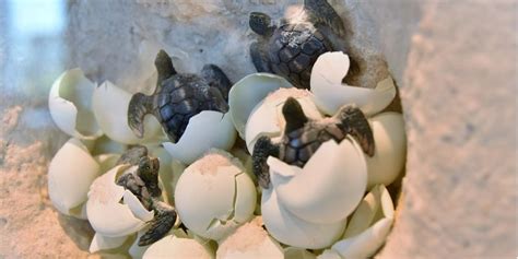 Sensor Disguised As A Sea Turtle Egg Allows Remote Prediction Of Hatching Time Lab Manager