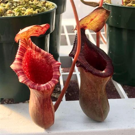 Nepenthes Lowii New Arrivals 2025