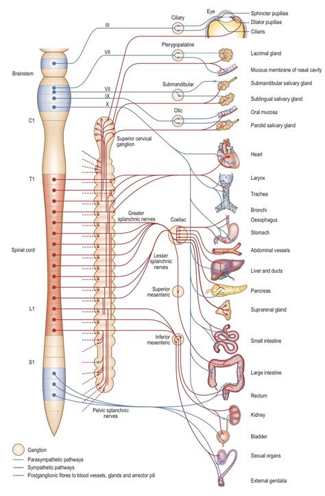 Structure Of The Sympathetic Division Of The Autonomic Nervous System Artofit