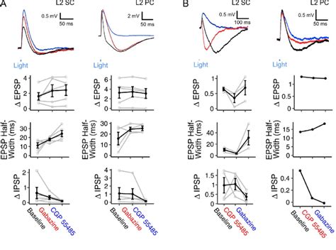 Inhibition Of Principal Neurons In Medial Entorhinal Cortex By Fan Download Scientific Diagram