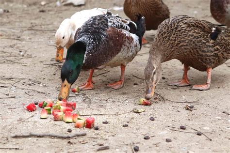 55 Things Geese Can Eat And 14 Things They Cannot