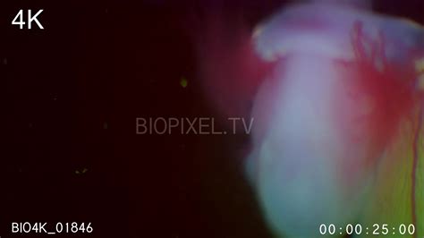 4k Sharks Epaulette Shark Shark Embryo Epaulette Shark Develpping Inside Egg 4k On Vimeo
