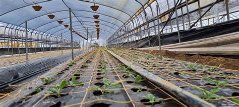 화랑농장 스톡크 비단향꽃무 심기 네이버 블로그