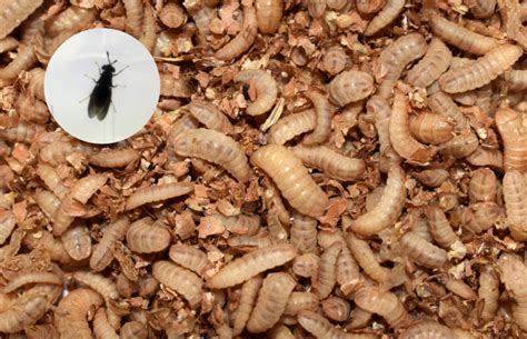 Hermetia Illucens Larvae 1kg Furðufuglar Og Fyliskar