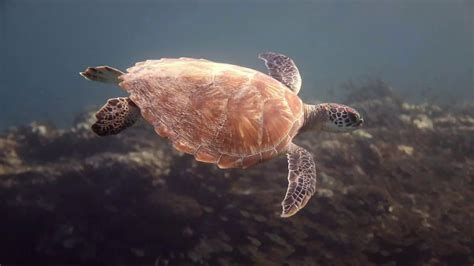 Gnaraloo Marine Life Documentary Youtube