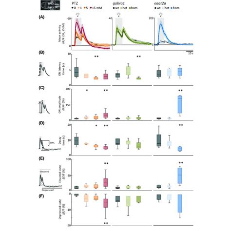 astroglial photic response in seizure prone networks is slow elevated