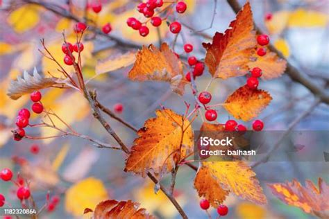 산사 나무 크라테구스 늦은 가을에 관목 붉은 열매 노란 잎 갈색 나뭇 가지와 가지 가을 시즌의 색상 추수 감사절 테마 장식 또는 배경입니다 0명에 대한 스톡 사진 및 기타