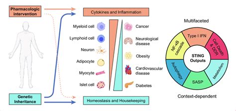 Sting Involvement In Different Diseases From A Reductionist