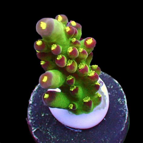 Wowzer Acropora Sp Frag A1 Candy Corals